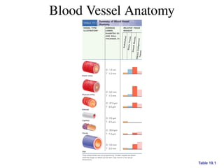 Lecture 2 Blood Vessels and circulatory physiology.pptx