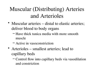 Lecture 2 Blood Vessels and circulatory physiology.pptx