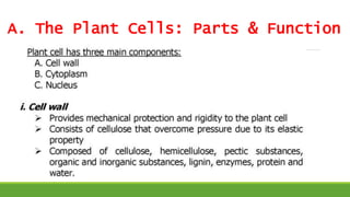 LECTURE 2 CELL AND ANATOMICAL ORGANS OF.pptx