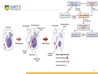 Lecture_2_Cell Injury, its types_pathology.pptx