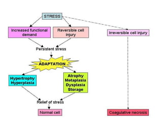 Lecture 2 (cellular adaptation) | PPT | Endocrine and Metabolic ...