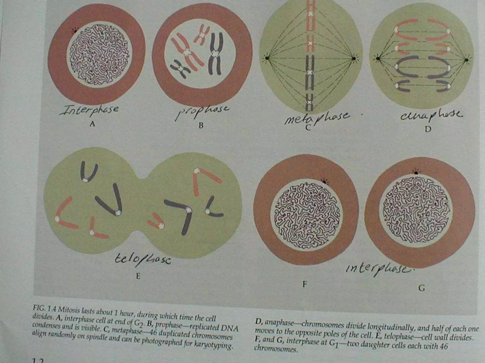 Lecture 2 Chromosomal diseases (1).ppt