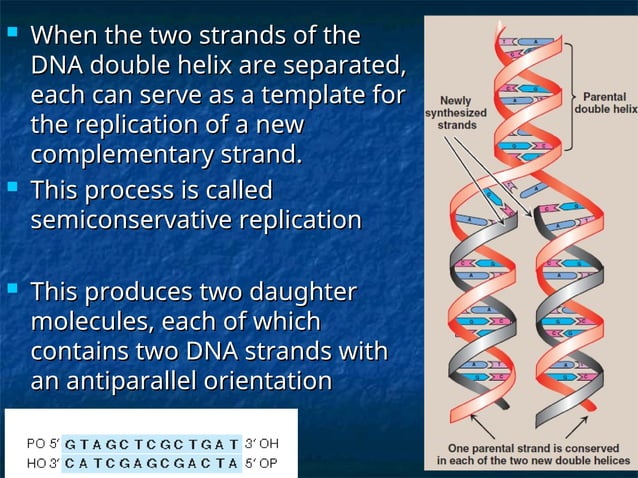 Lecture 2 DNA replication process and events.ppt
