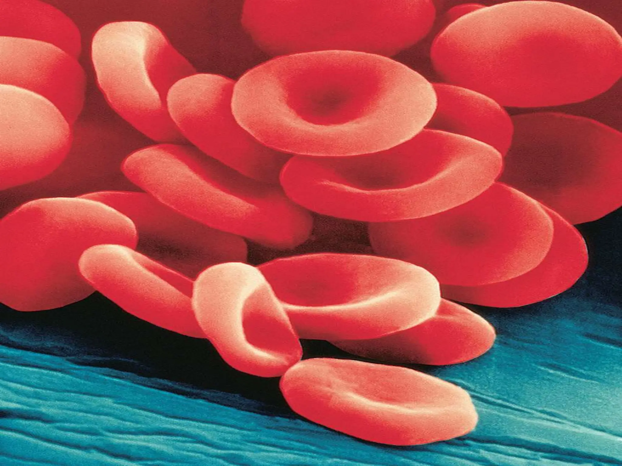 Lecture 2 Erythropoiesis synthesis of RBCs.ppt