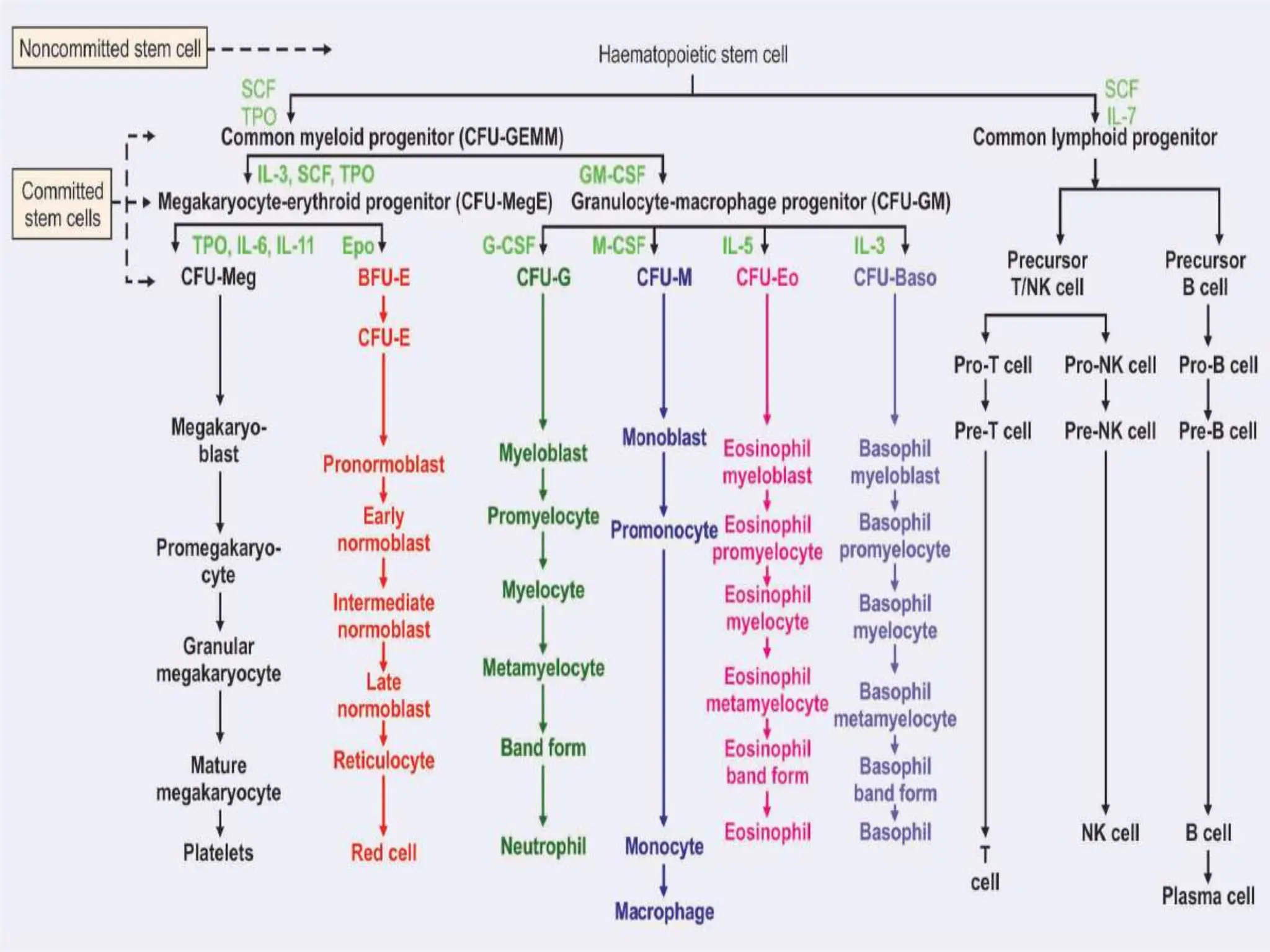 Lecture 2 Erythropoiesis synthesis of RBCs.ppt
