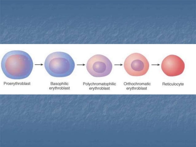 Lecture 2 Erythropoiesis synthesis of RBCs.ppt