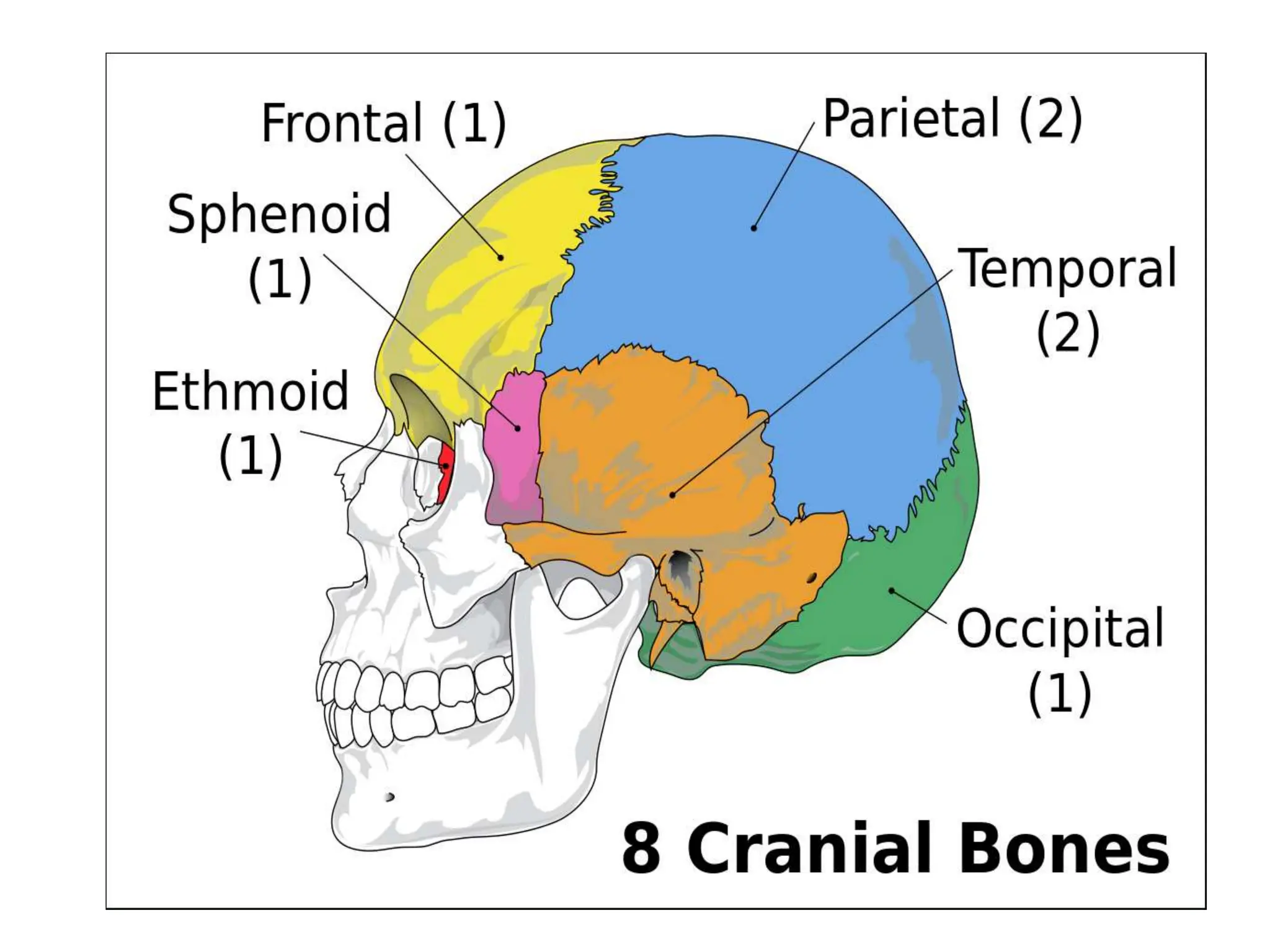 Human Anatomy Lecture 2 General Anatomy.pptx