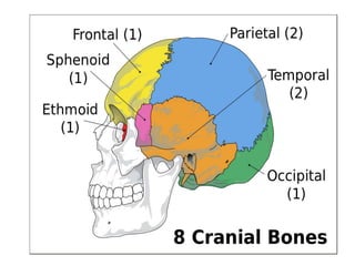Human Anatomy Lecture 2 General Anatomy.pptx
