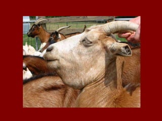 Lecture 2 h. contortus | PPT