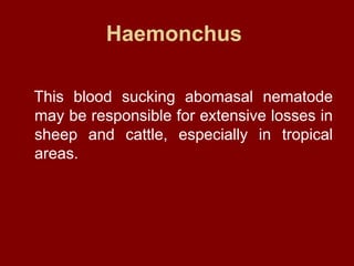 Lecture 2 h. contortus | PPT