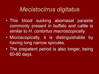 Lecture 2 h. contortus | PPT