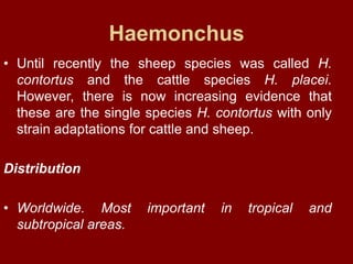 Lecture 2 h. contortus | PPT