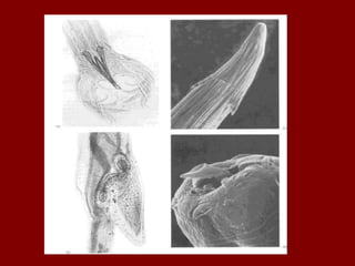 Lecture 2 h. contortus | PPT