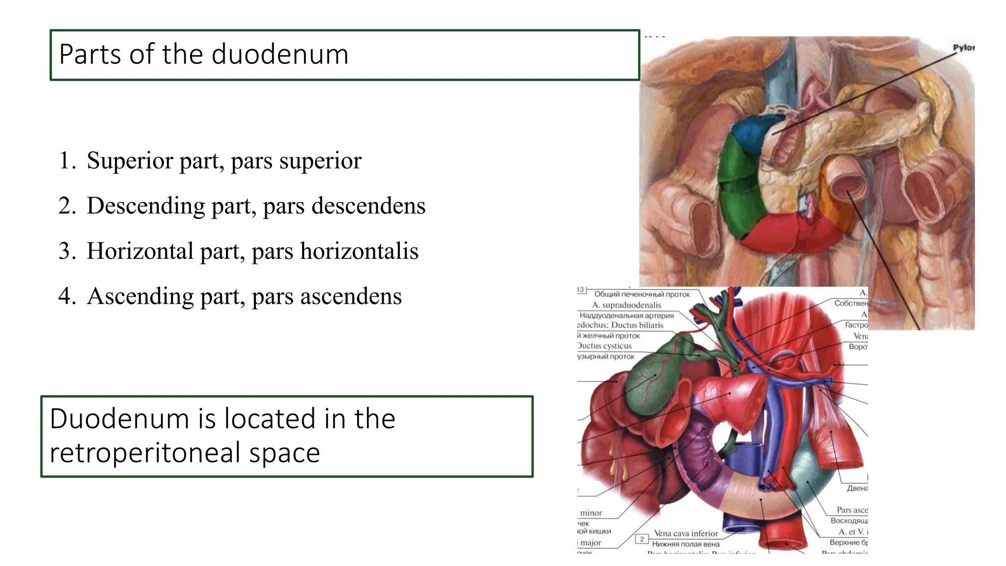 Lecture№2 Hollow organs of the digestive system (2).pdf