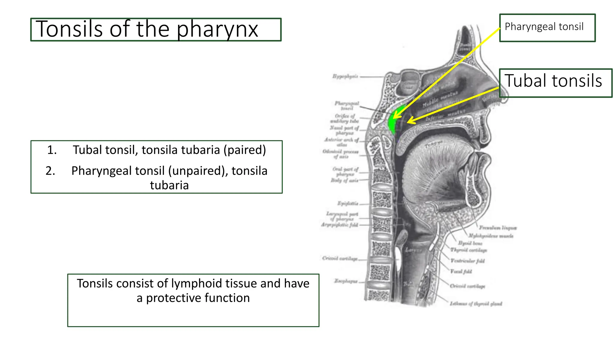 Lecture№2 Hollow organs of the digestive system (2).pdf
