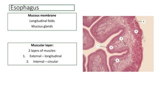 Lecture№2 Hollow organs of the digestive system (2).pdf