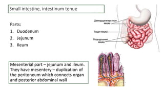 Lecture№2 Hollow organs of the digestive system (2).pdf