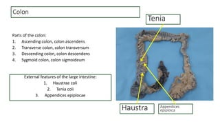 Lecture№2 Hollow organs of the digestive system (2).pdf