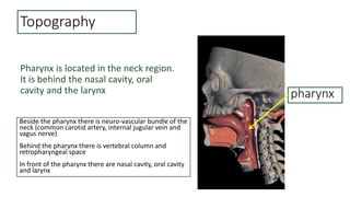 Lecture№2 Hollow organs of the digestive system (2).pdf