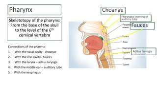 Lecture№2 Hollow organs of the digestive system (2).pdf