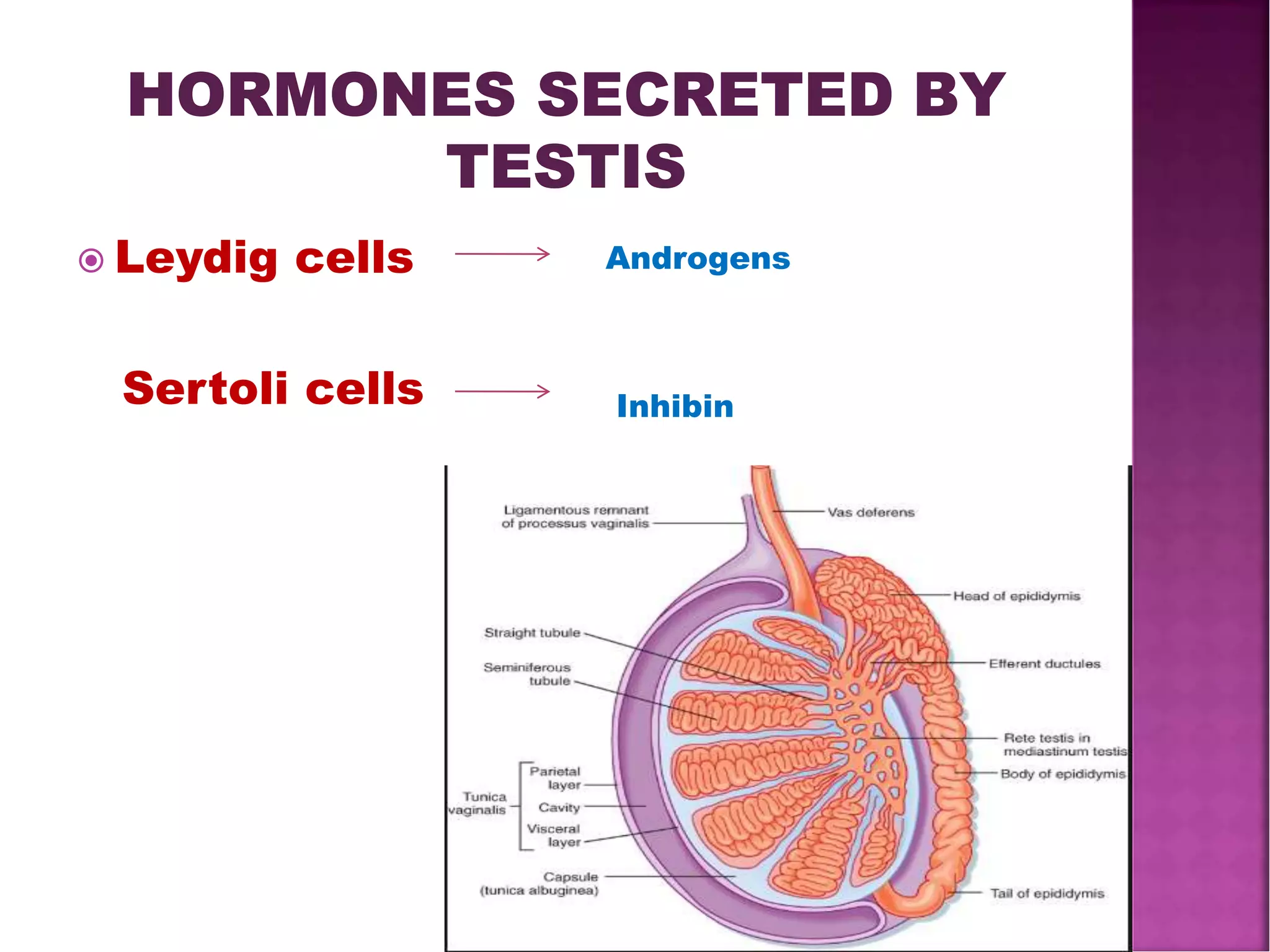 Lecture 2 hormones of reproduction in domestic animals | PDF