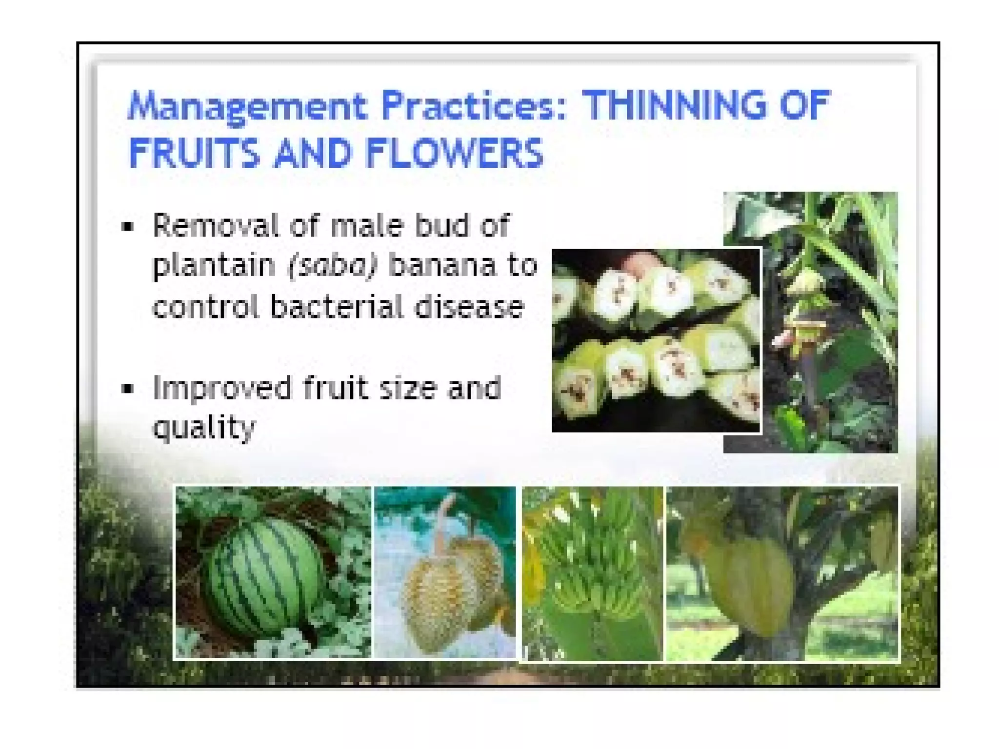 PostHarvest Factors affecting Postharvest Quality | PPT