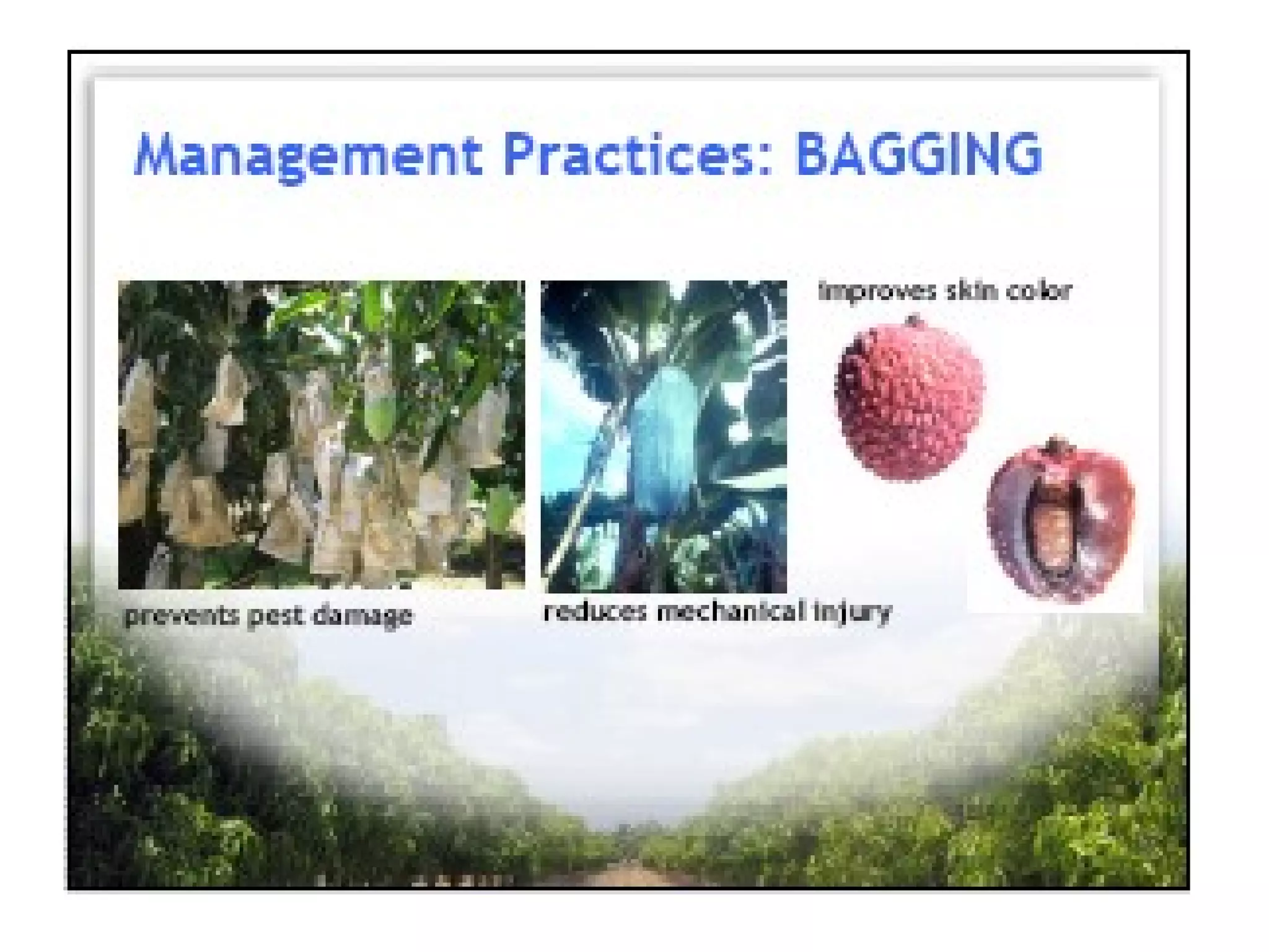 PostHarvest Factors affecting Postharvest Quality | PPT