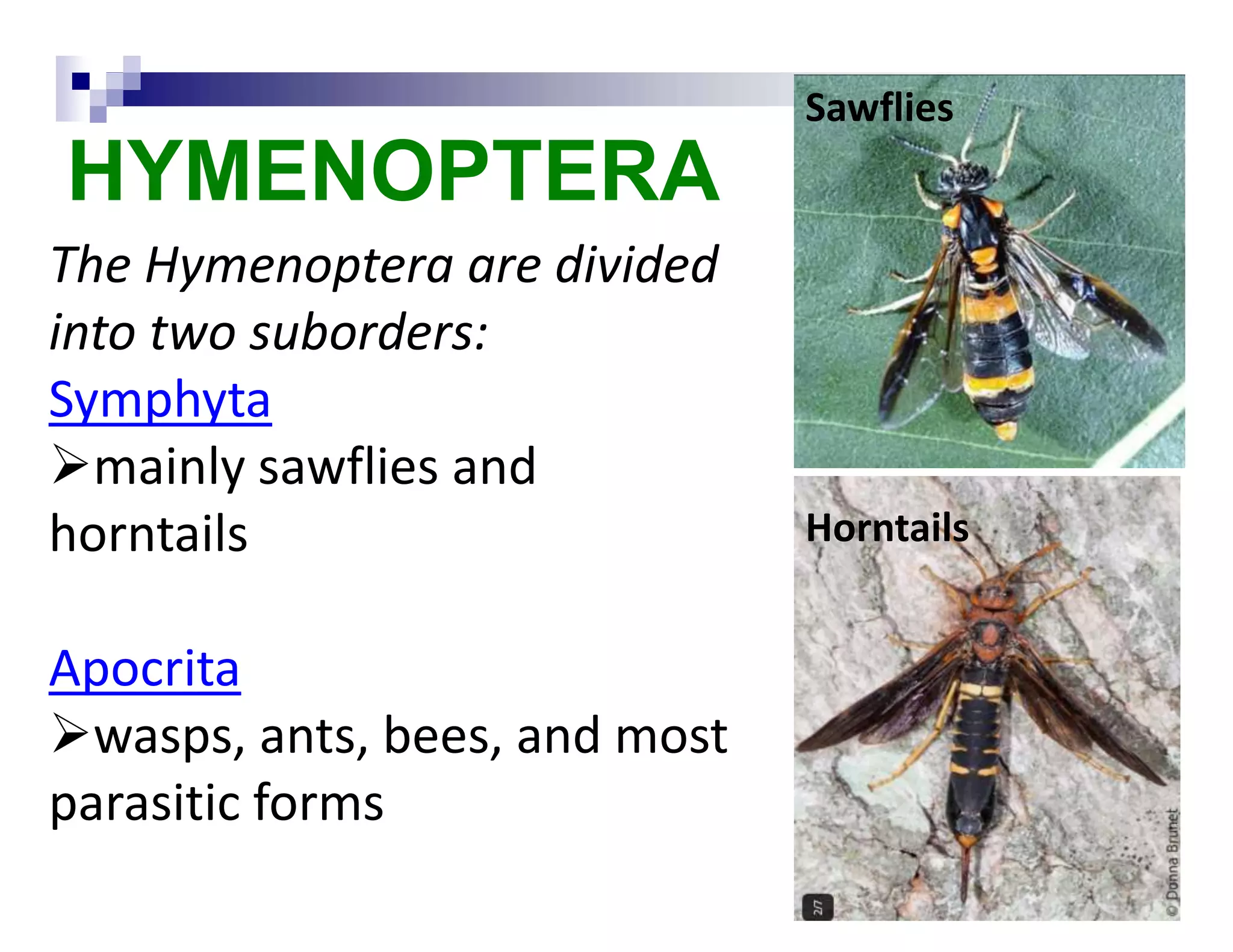Hymenoptera | PPTX