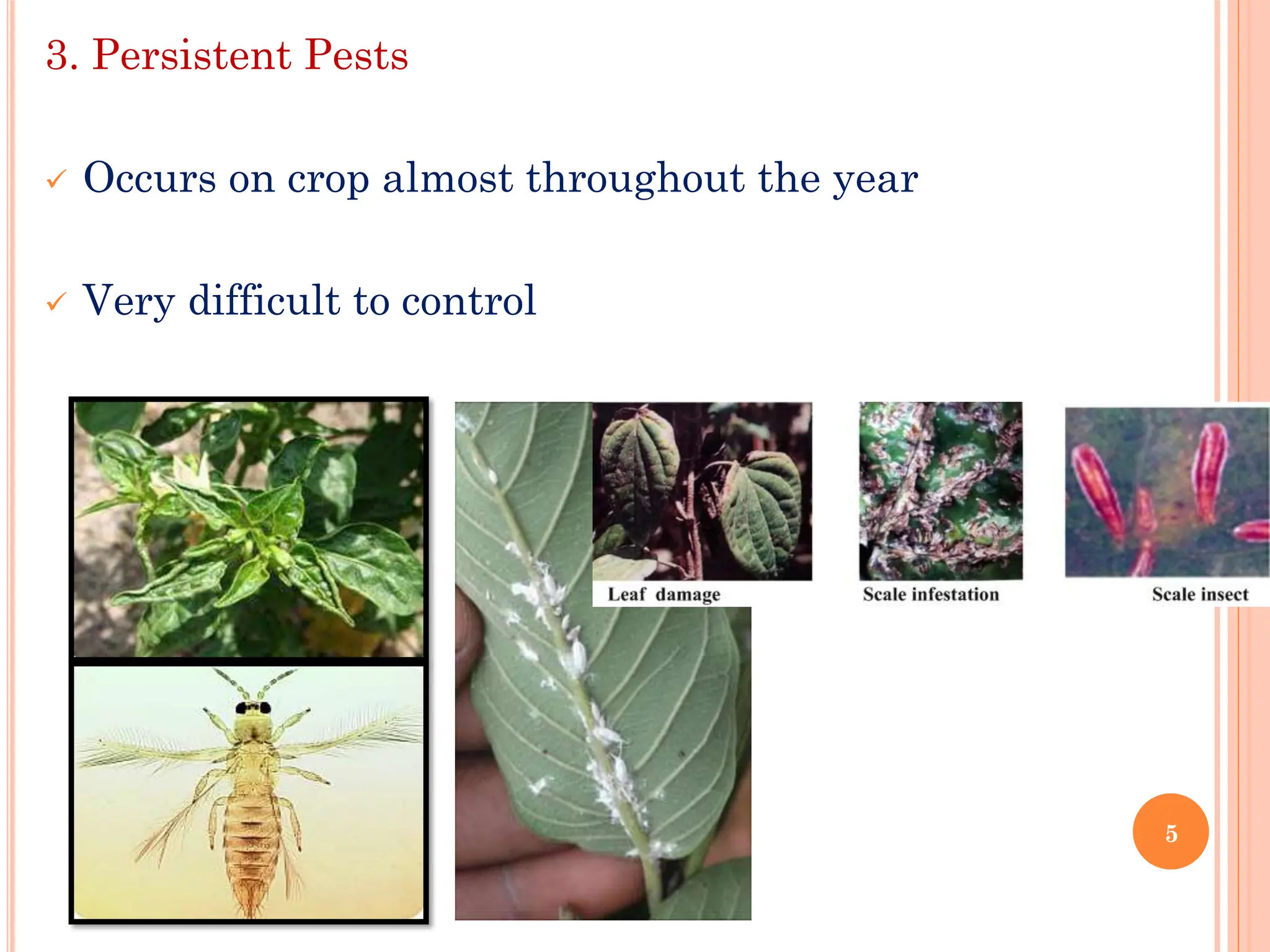 Lecture 2 Insect Pests Classification (2).pdf