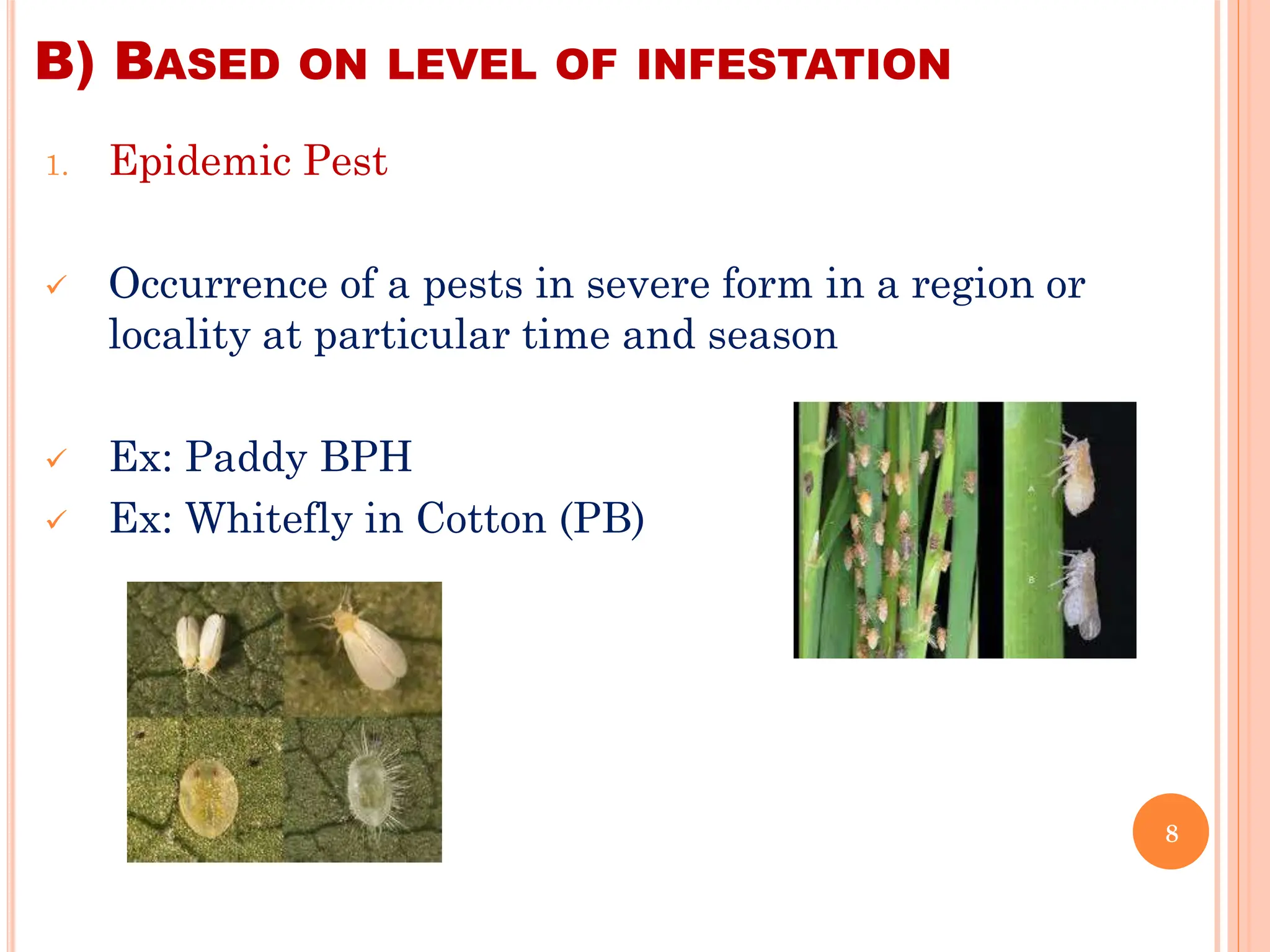 Lecture 2 Insect Pests Classification (2).pdf
