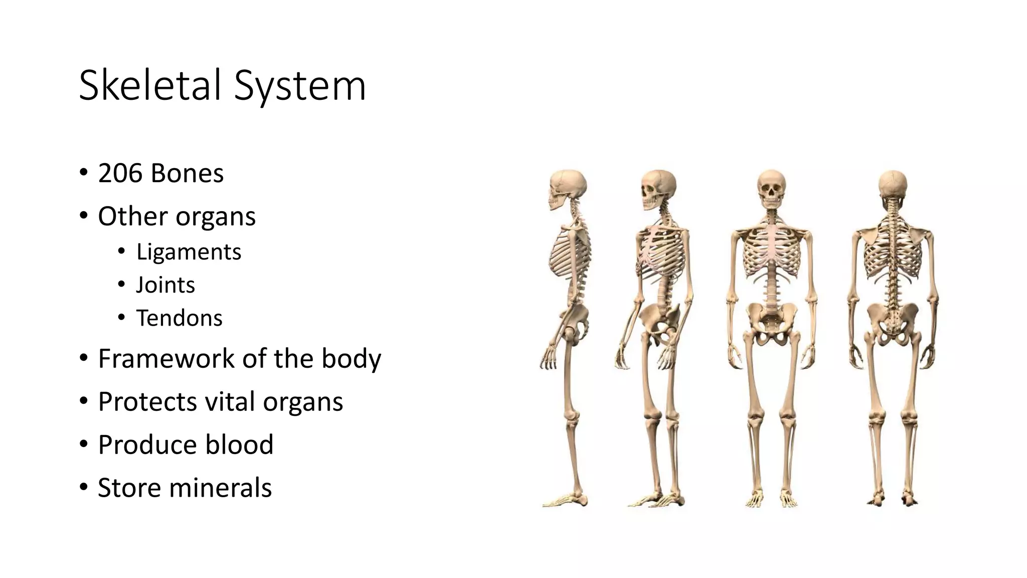 Lecture 2 physical activity,muscle,cardiorespiratory,blood,heart | PPTX
