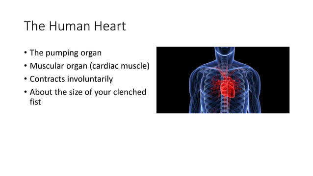 Lecture 2 physical activity,muscle,cardiorespiratory,blood,heart | PPT