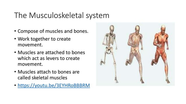 Lecture 2 physical activity,muscle,cardiorespiratory,blood,heart | PPT