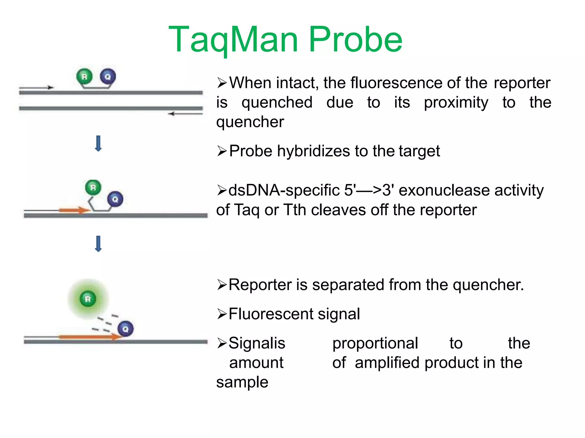 Lecture 2 , mbbs students. pcr, rt pcr, | PPT