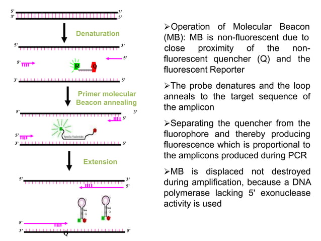 Lecture 2 , mbbs students. pcr, rt pcr, | PPT