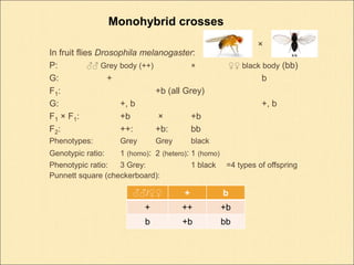 Genetics Lecture 2 Mendelian Crosses:Contrasting characters that Mendel ...