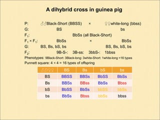 Genetics Lecture 2 Mendelian Crosses:Contrasting characters that Mendel ...