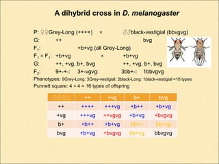 Genetics Lecture 2 Mendelian Crosses:Contrasting characters that Mendel ...