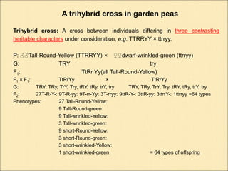 Genetics Lecture 2 Mendelian Crosses:Contrasting characters that Mendel ...