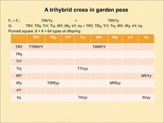Genetics Lecture 2 Mendelian Crosses:Contrasting characters that Mendel ...