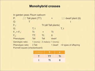 Genetics Lecture 2 Mendelian Crosses:Contrasting characters that Mendel ...