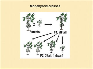 Genetics Lecture 2 Mendelian Crosses:Contrasting characters that Mendel ...