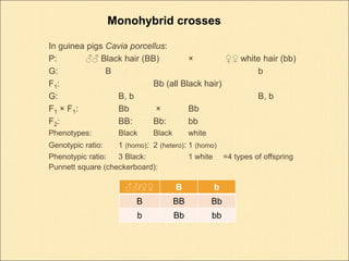 Genetics Lecture 2 Mendelian Crosses:Contrasting characters that Mendel ...