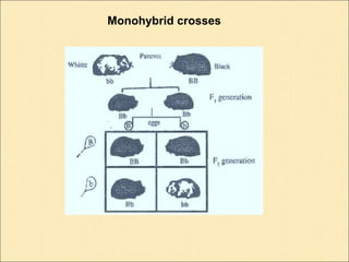 Genetics Lecture 2 Mendelian Crosses:Contrasting characters that Mendel ...
