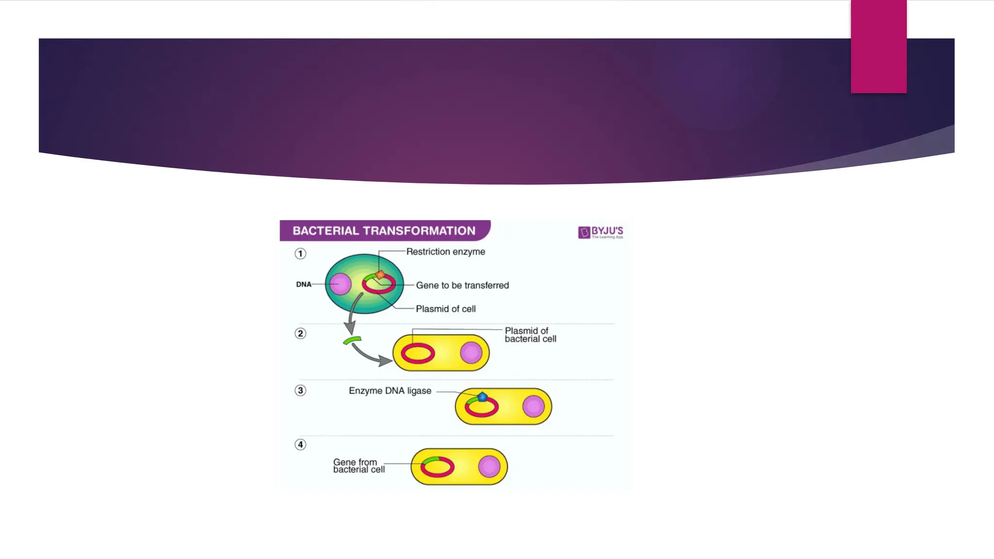 lecture 2 microbial genetics gene transfer.pptx