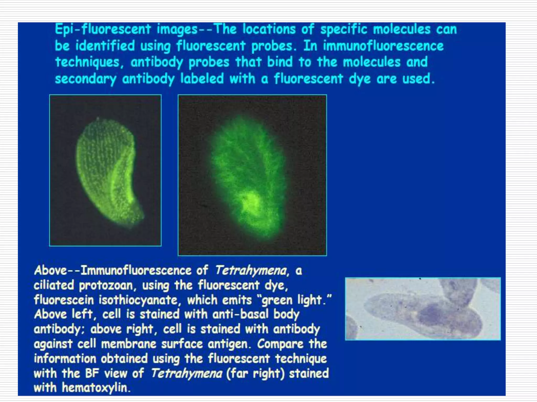 Lecture 2 MICROSCOPY.pptx