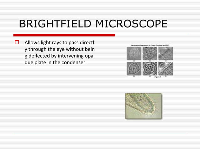 Lecture 2 MICROSCOPY.pptx