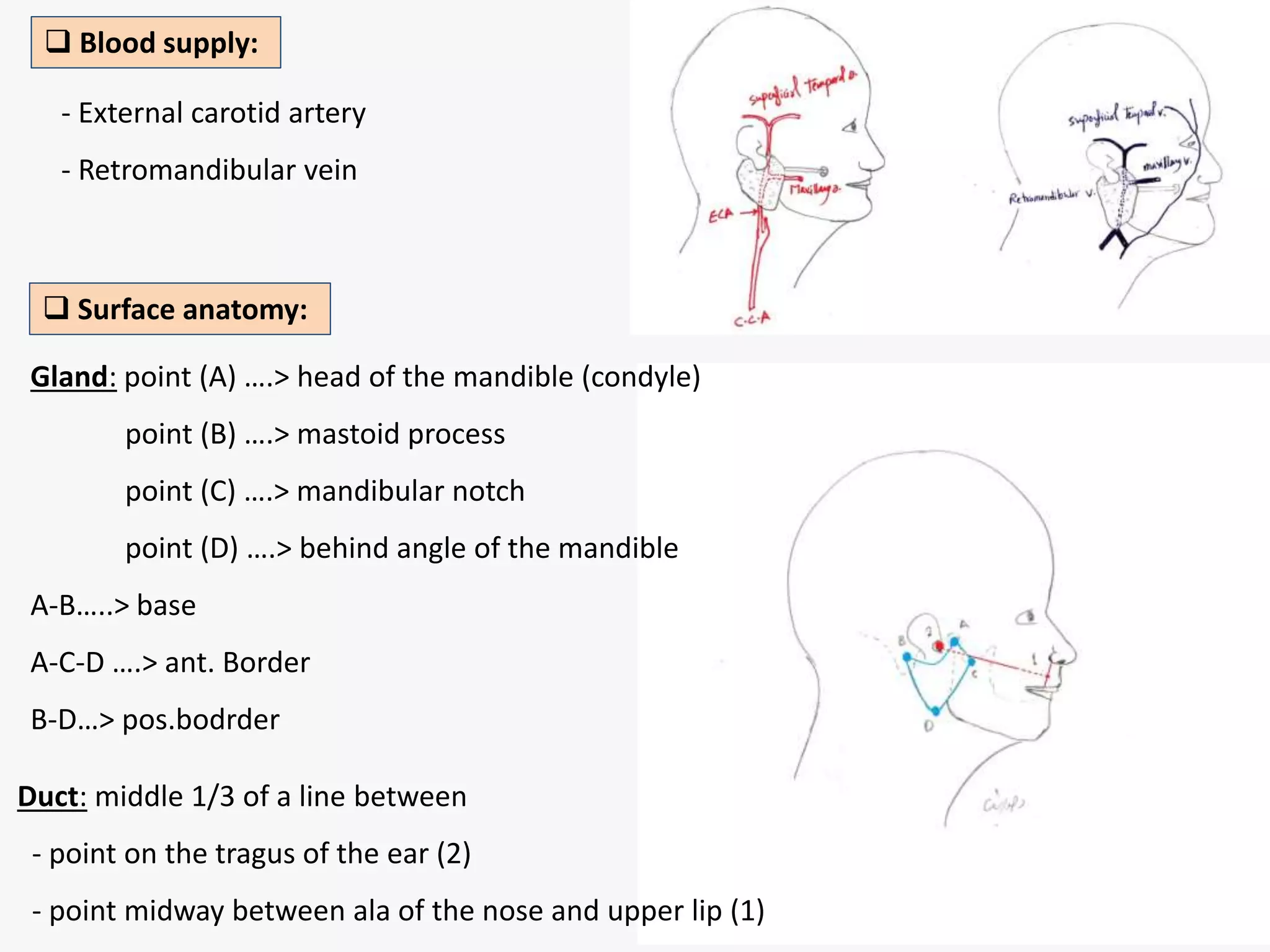 Lecture 2 (The parotid gland and the extracranial part of the facial ...