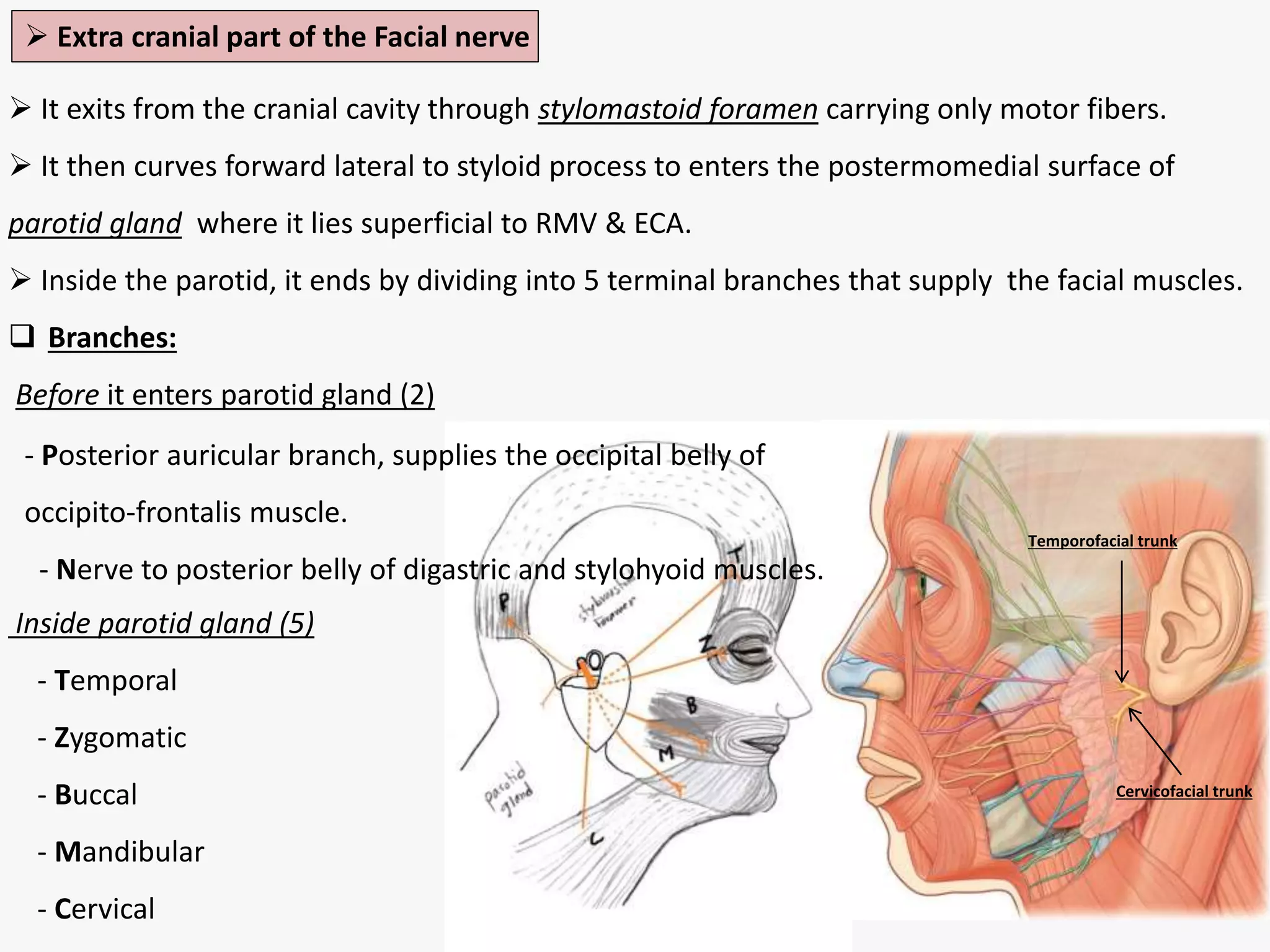 Lecture 2 (The parotid gland and the extracranial part of the facial ...