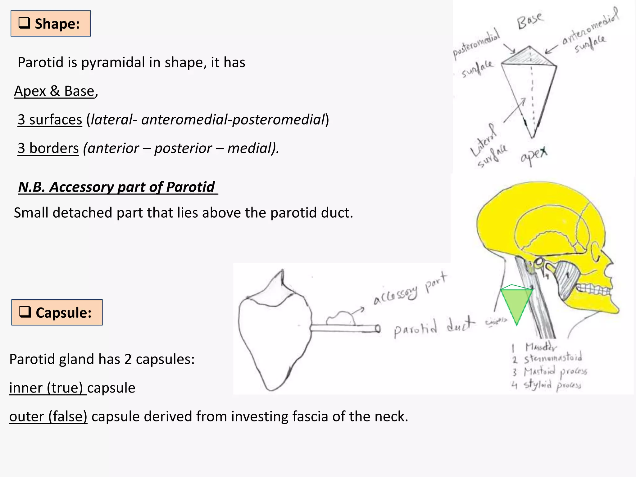 Lecture 2 (The parotid gland and the extracranial part of the facial ...